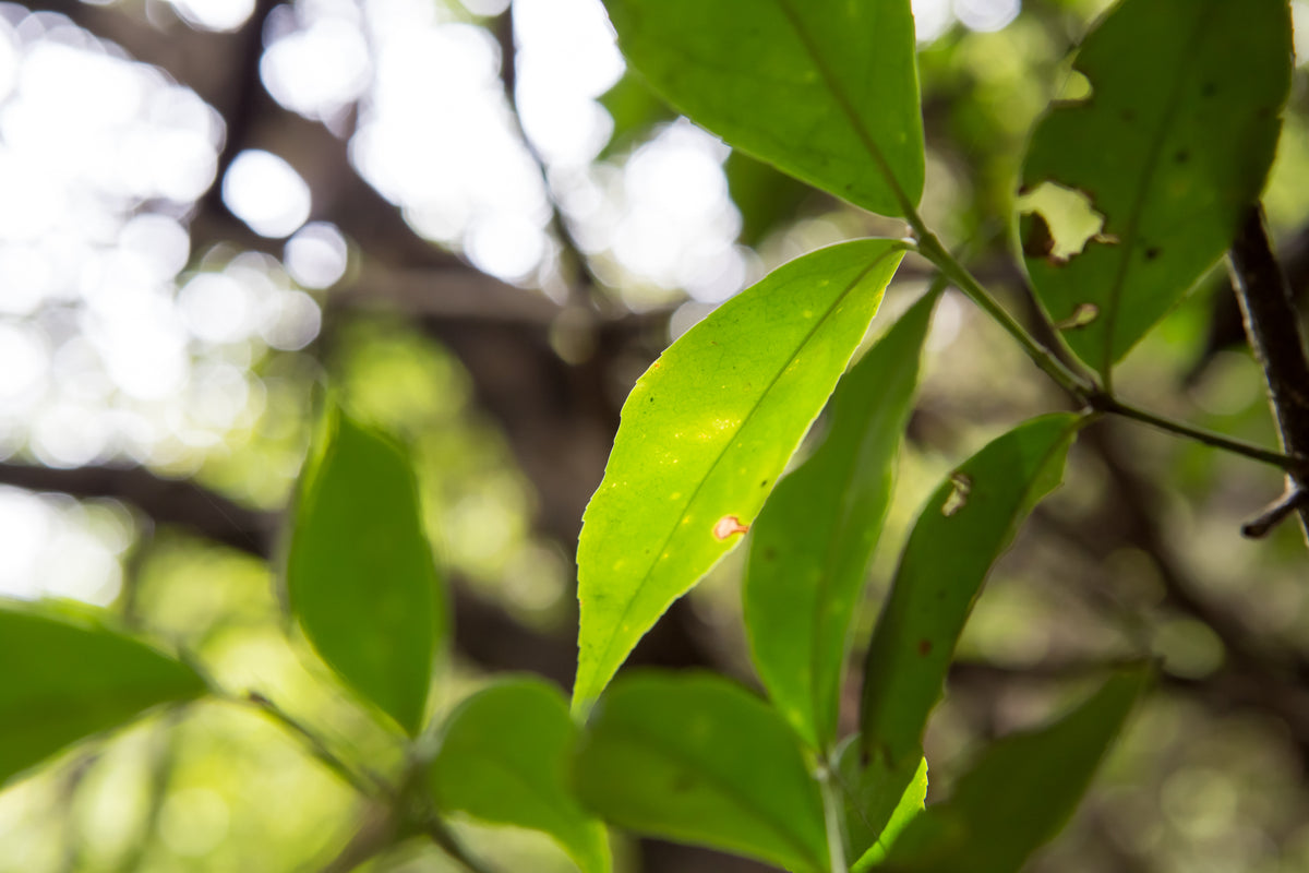 Jinsong Yu eripärane puerh tee vanadelt metsikutelt taimedelt – Chado teepood